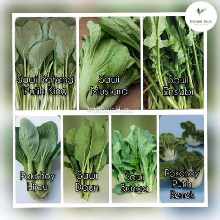 Pelbagai Biji Benih Sawi Daun Sawi Manis Pak Choy Seeds Lazada