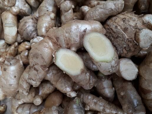 RIMPANG TEMU PUTIH TEMU MANGGA BASAH (CURCUMA MANGGA) | Lazada Indonesia