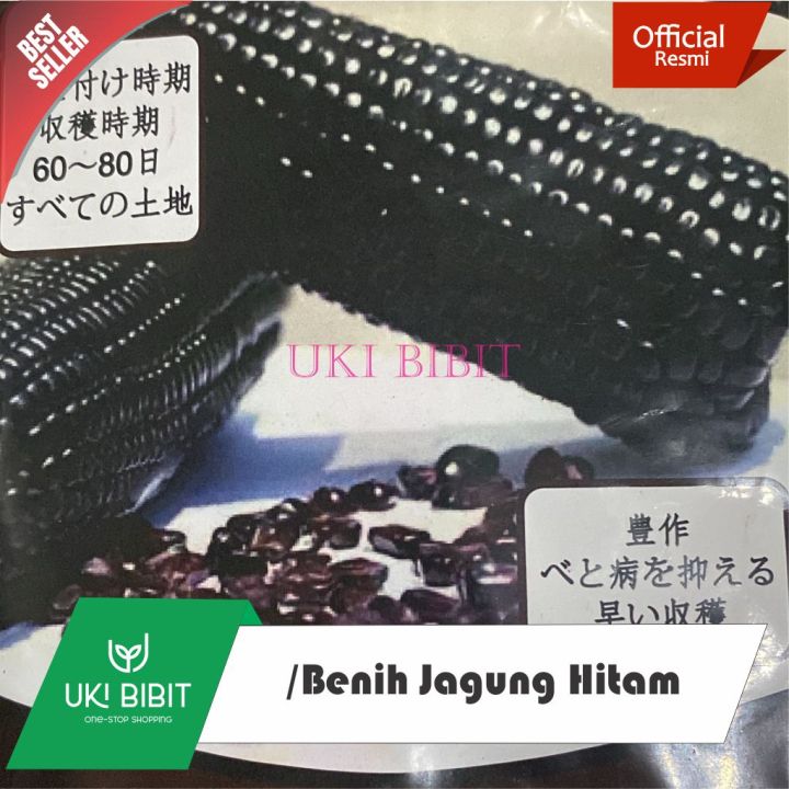 ( 100 Butir ) Benih Biji Jagung Ketan Hitam | Jagung Ketan Ungu ...