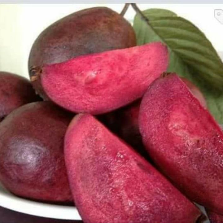 ANAK POKOK JAMBU BATU MERAH - RED AUSSIE | Lazada