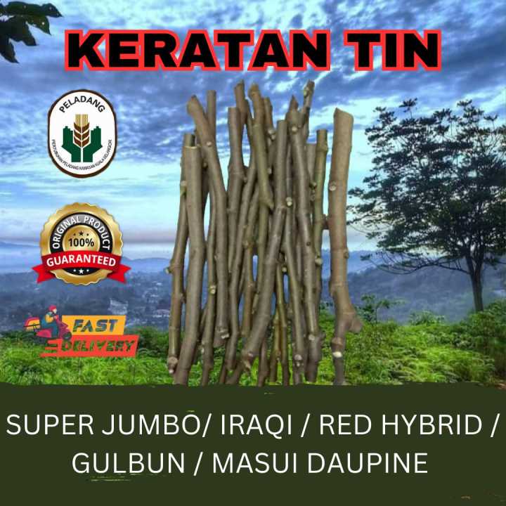 KERATAN POKOK TIN SEGAR DARI LADANG PPK KUALA SELANGOR | Lazada