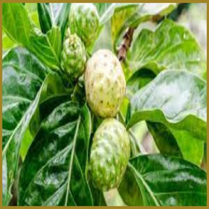 NONI FRUIT SEED`S "Morinda citrifolia" also called as Indian mulberry ...