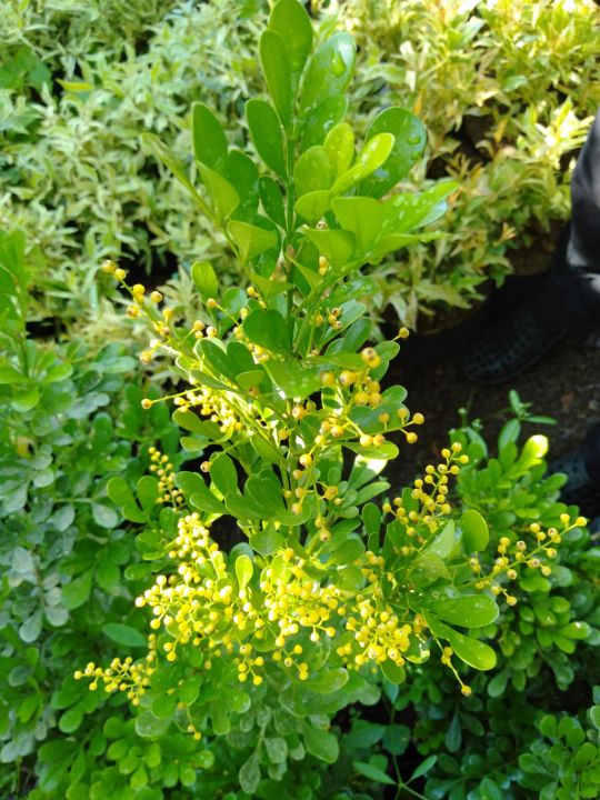 (LUZON CUSTOMERS ONLY) Lucky Chinese Perfume or Cinamomo / Flowers ...