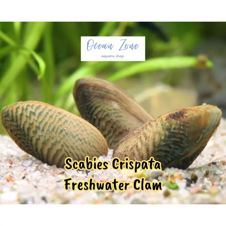 【Ocean Zone】Scabies Crispata for Freshwater Aquarium (Live Fish with ...