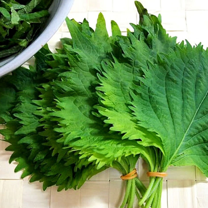 เมล็ดพันธุ์ โอบะ โอ ชิโซะญี่ปุ่น Green Ohba Ao Shiso Perilla Seed 80 ...
