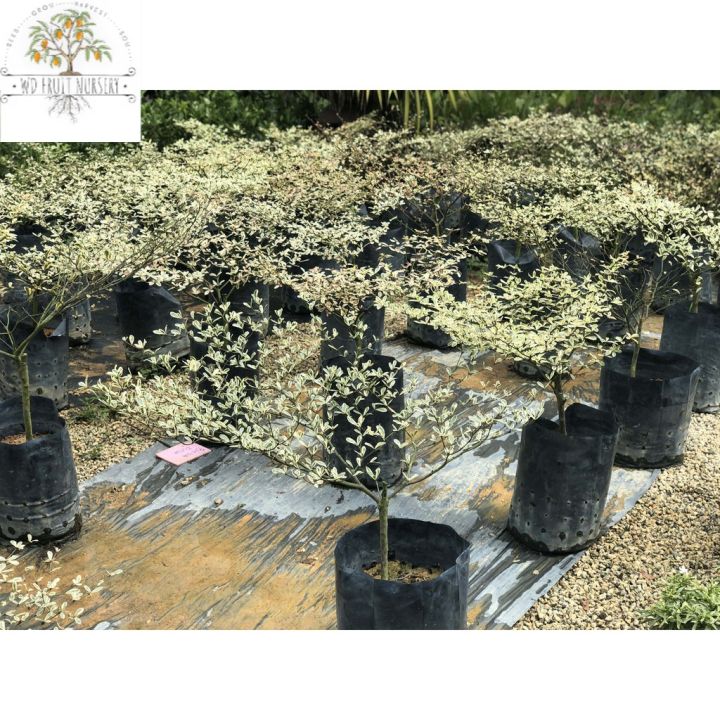 Anak Pokok Bucida putih / busida putih / pokok doa / pokok tadah langit ...