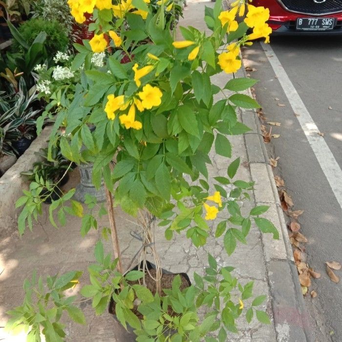 tanaman hias tecoma stans/yellow elder/bunga terompet kuning | Lazada ...