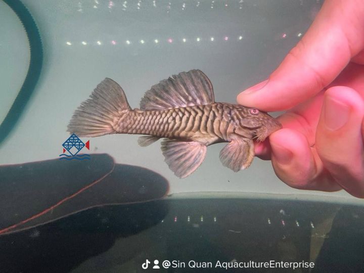 Pleco L56/Pleco/Freshwater 达摩异型/活鱼/异型鱼(Sin Quan Aquaculture Enterprise ...