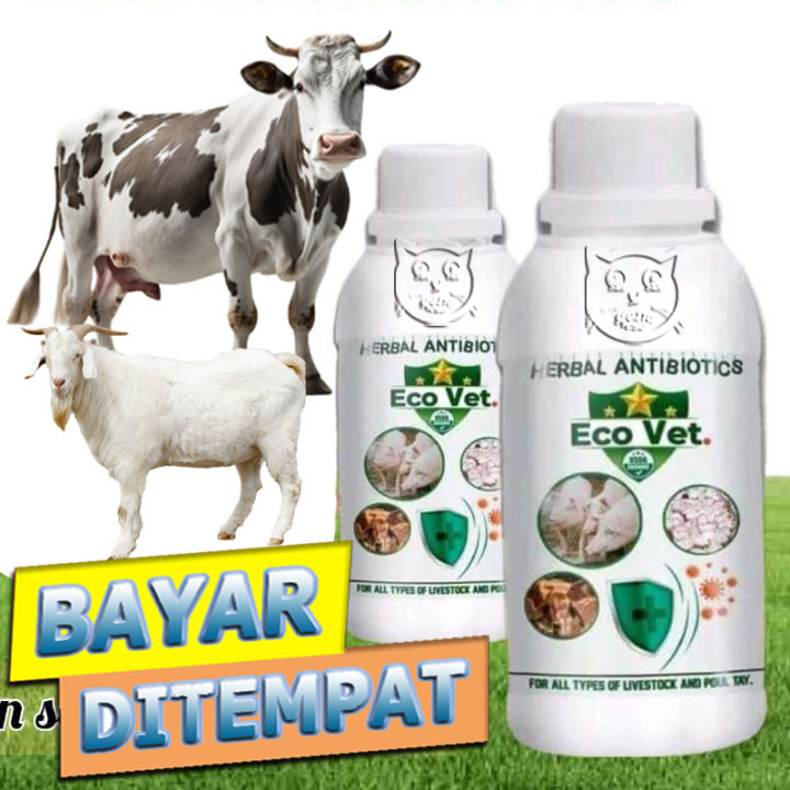 EcoVet Antibiotik Semua Penyakit Sapi Kambing Tambah Nafsu Makan Minum ...