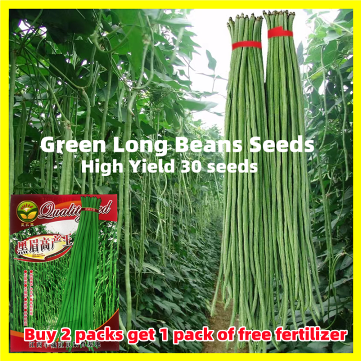 Green Long Beans Seeds เมล็ดพันธุ์ถั่วฝักยาว - เมล็ดพันธุ์ ถั่วฝักยาว ...