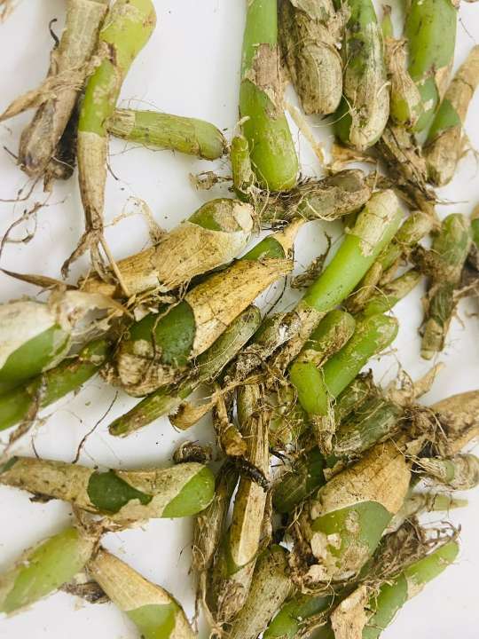 jivak jeevak herbs dry (malaxis/Crepidium acuminate syn. microstylis ...