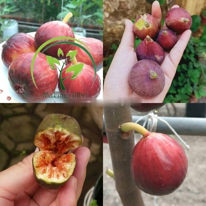 Bibit Buah Tin Red Palestine | Lazada Indonesia