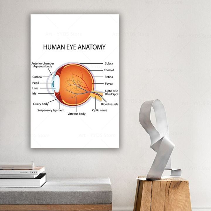 Human Eye Anatomy Classroom Diagram Educational Chart Art Print Hang ...