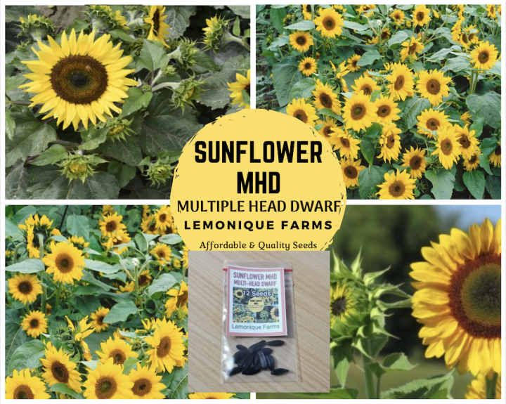 Multiple Head Sunflower Multiple Head Sunflower Seeds Dwarf Sunflower ...