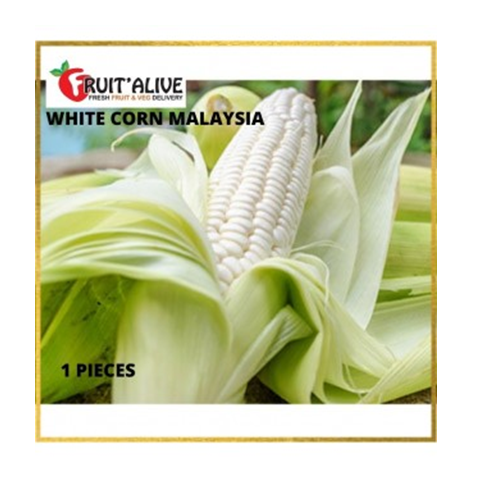 CAMERON WHITE CORN FROM MALAYSIA AA SIZE (VEGETABLE) | Lazada Singapore