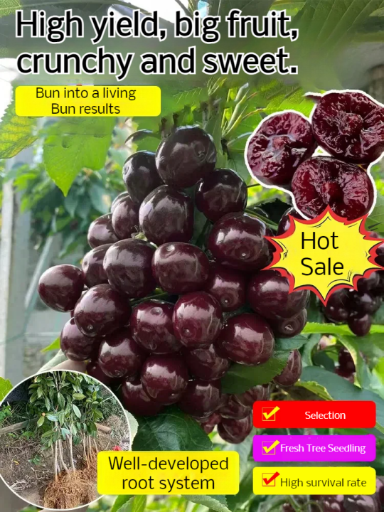 Russian 8 Cherry Fruit Tree Seedling Purple Large Cherry Fruiting Tree ...