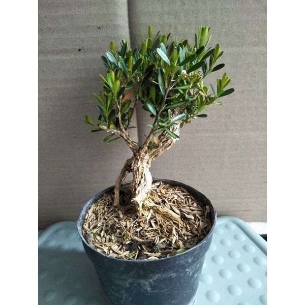 tanaman bonsai mini boxsus / boksus pohon kecil tua | Lazada Indonesia