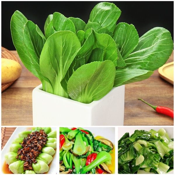 Philippines Ready Stock Pak Choi Seed 200pcs Chinese Bok Choy Organic ...
