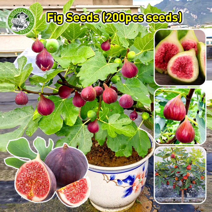 🌱ปลูกง่าย Fig Tree Seed เมล็ดมะเดื่อฝรั่ง Figs สายพันธุ์ ของแท้ 100% ...