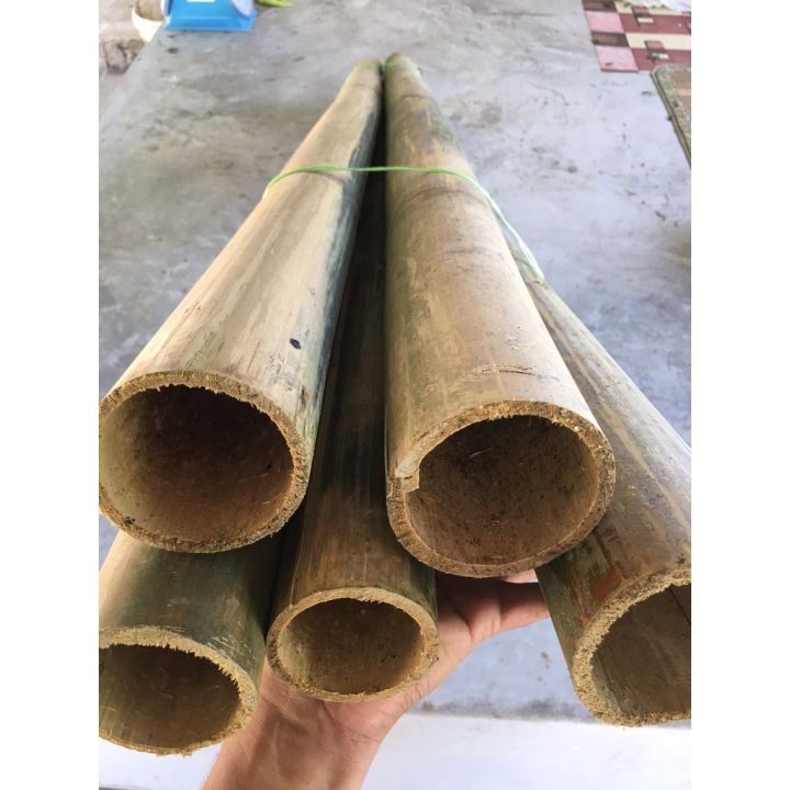 Buluh Belum Belah 6 kaki/Buluh Bulat/Bamboo Stake/Buluh Pancang/Bamboo ...