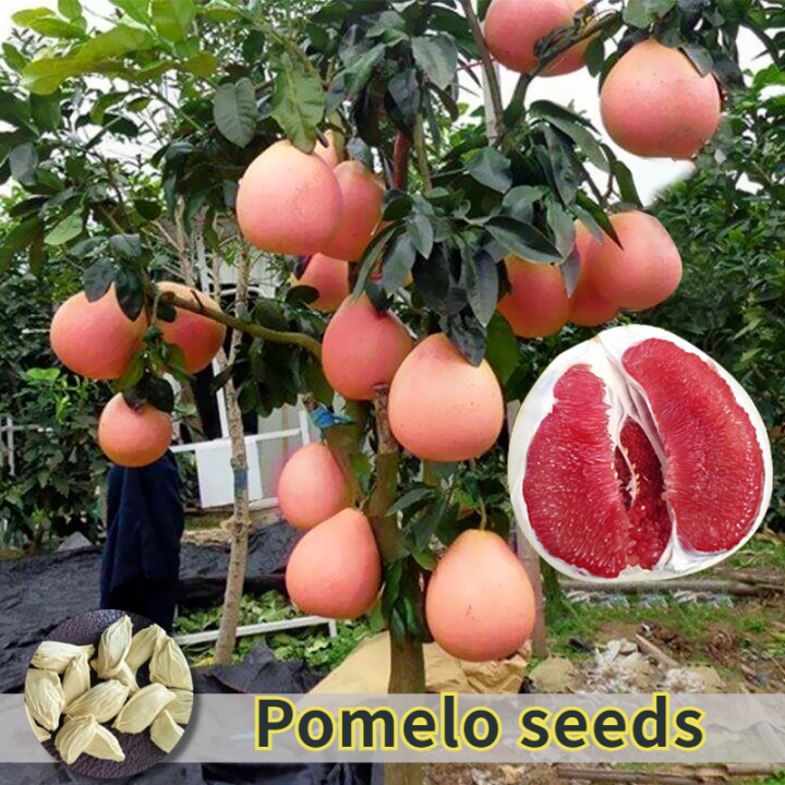 เมล็ดพันธุ์ ต้นส้มโอ บรรจุ 30 เมล็ด Mixed Pomelo Tree Seed Fruit Seeds ...