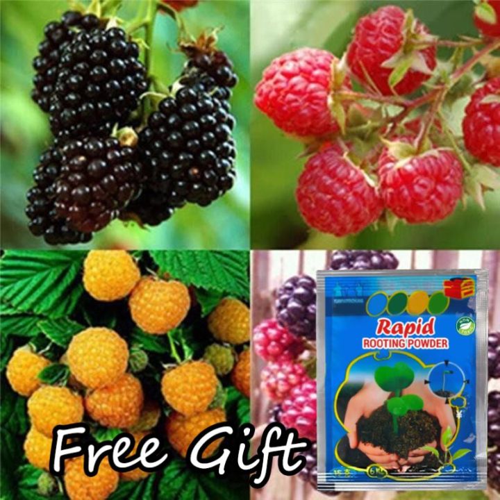 50pcs Multicolor Rare Delicious Raspberry Fruit Seeds Sweet Juicy ...