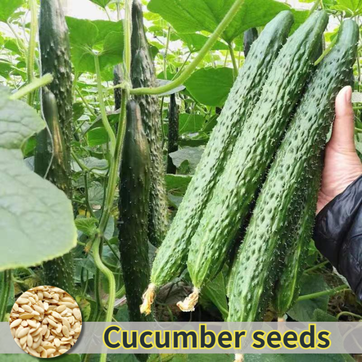 [Easy to grow in the Philippines] 35pcs Cucumber Seeds for Planting ...