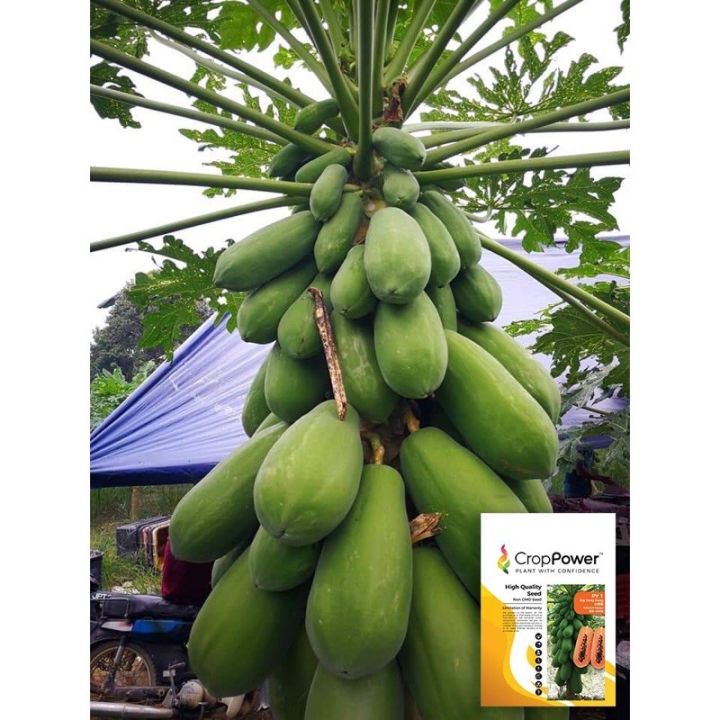 🔥🔥BIG SALES🔥🔥 [10 SEEDS-REPACK CROP POWER] BIJI BENIH BETIK SEKAKI BIG ...