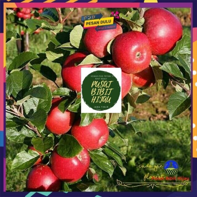 KWALITAS TERBAIK Bibit Tanaman Buah apel fuji merah okulasi cepat ...