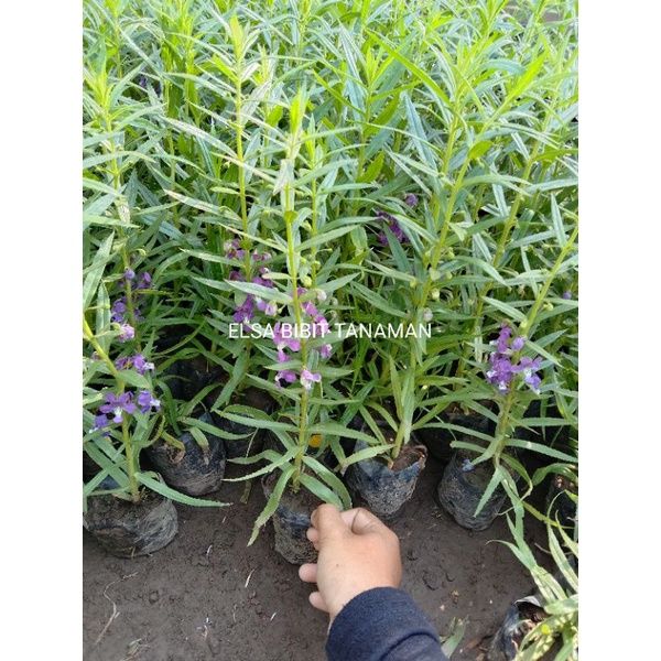 BIBIT LAVENDER SIAP TANAM (PENGUSIR NYAMUK,) beli 5 gratis 1 | Lazada ...