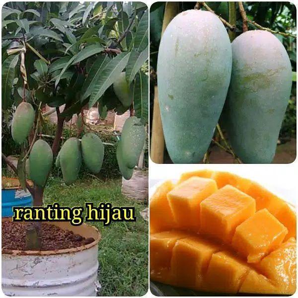 Bibit Unggul bibit mangga kiojay super Buah jumbo bisa untuk tabulampot ... Bibit Unggul bibit mangga kiojay super Buah jumbo bisa untuk tabulampot ...