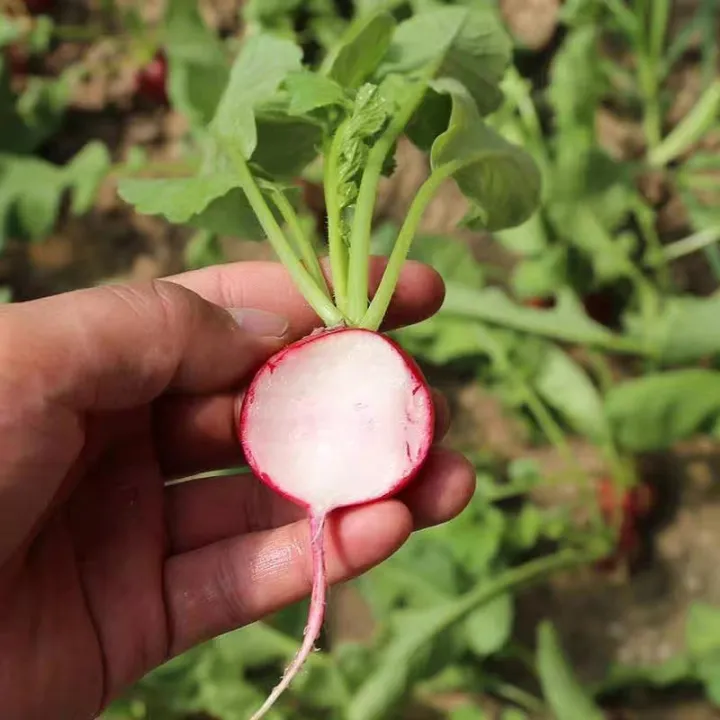 ปลูกง่าย ปลูกได้ทั่วไทย เมล็ดพันธุ์ แรดิช เชอรี่เบลล์ High Yield Red ...
