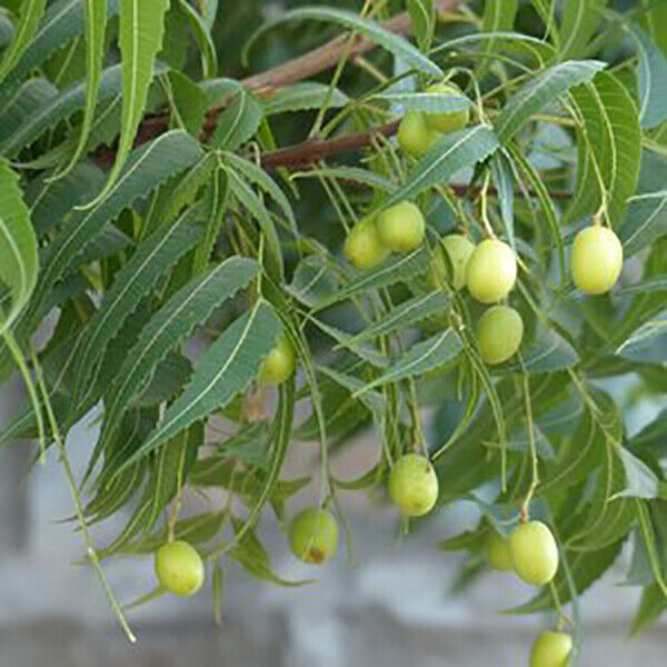 Neem tree Seeds Azadirachta indica Seeds | Lazada PH