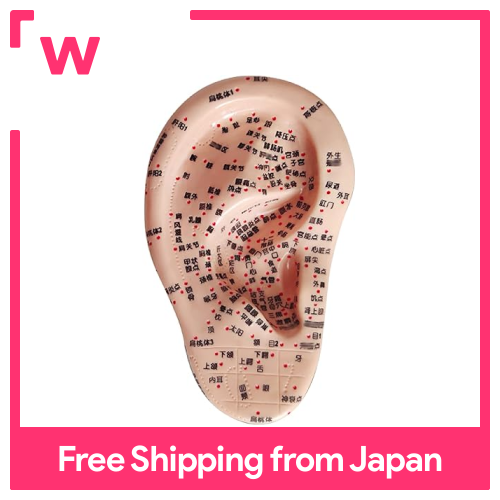 Felimoa ear acupuncture points model massage acupuncture acupuncture ...