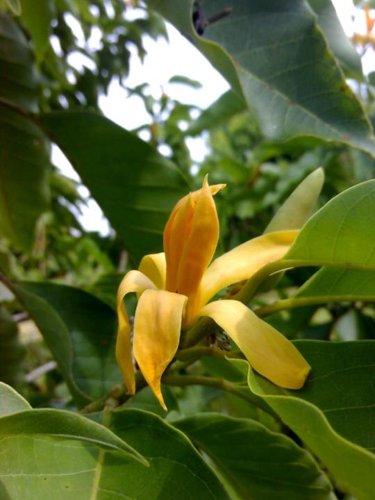 MM- Anak Pokok Cempaka Kuning / Pokok bunga warna kuning / Pokok bunga ...