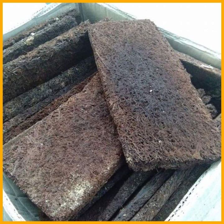 Fern Slab Saiz 5-6''x10-13'' Sesuai Untuk Semua Jenis Pokok Menumpang ...