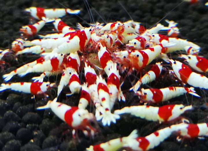 Pure Red Line (PRL) Grade SS 5pcs/10pcs Caridina Shrimp by Aquatic ...