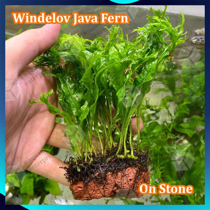 [Low Tech] Windelov Java Fern Microsorum Pteropus Windelov LP Aquatic ...