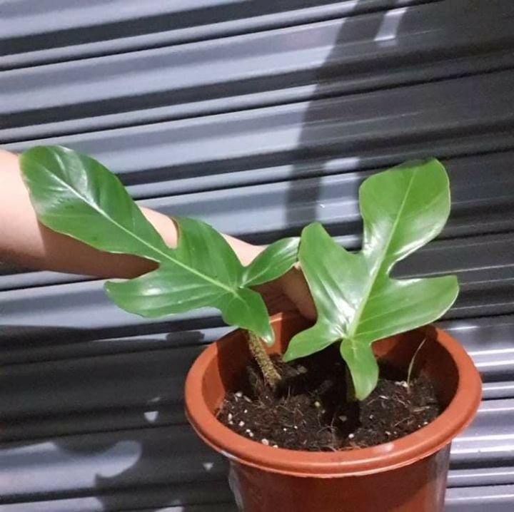 philodendron Squamy ferum. plants 2 to3 leaves. stable roots and soil ...