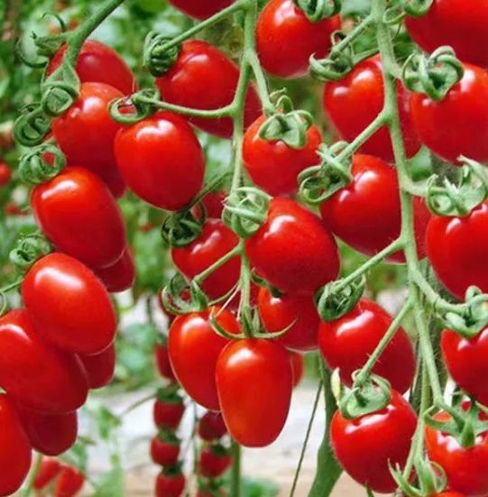 Four-season cherry tomato seeds, red and yellow cherry tomatoes, cherry ...