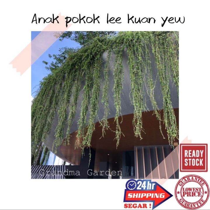 (GG real) anak pokok Lee Kuan Yew ^ creeper vernonia eliptica hiasan ...