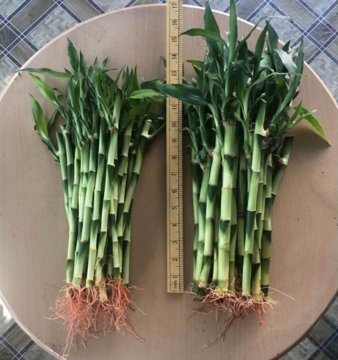 [BUY 1 GET 1 FREE] Lucky Bamboo per piece for wealth and good luck ...