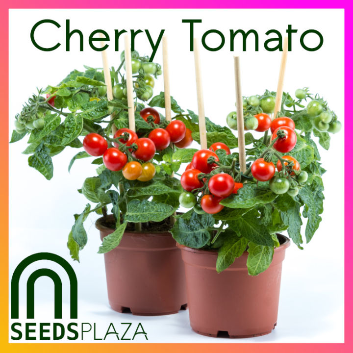 SeedsPLAZA™ - Bonsai Cherry Tomato (10 Seeds) for Planting Vegetable ...
