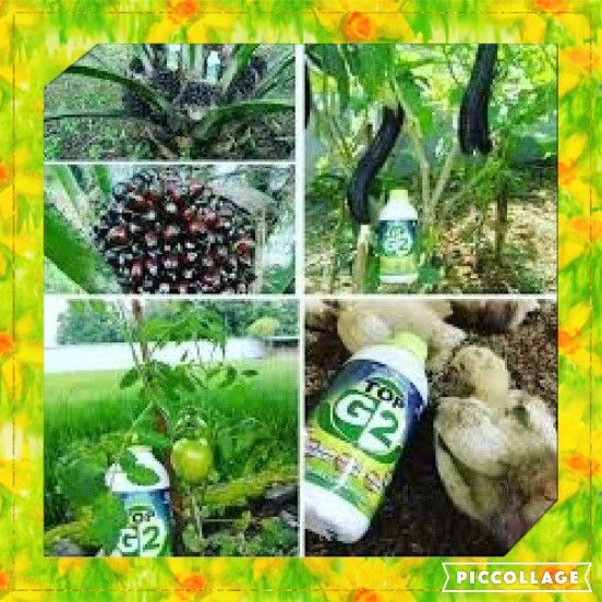 BBM-1 DUS ISI 24 BOTOL Pupuk Organik TOP G2(tanaman/hewan sehat dan ...