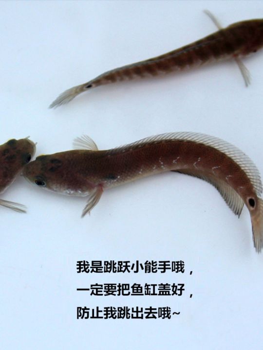 Seven-star fry live freshwater culture mountain spot pearl red thunder ...