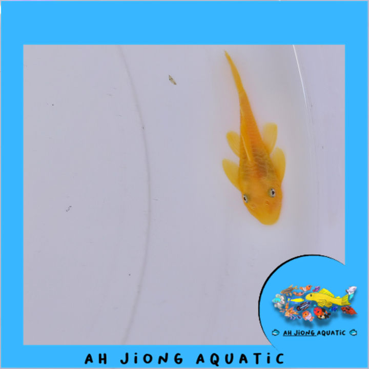 [Ah Jiong Aquatic]——L144 Red/Blue-Eyed Short Finned Pleco | Lazada