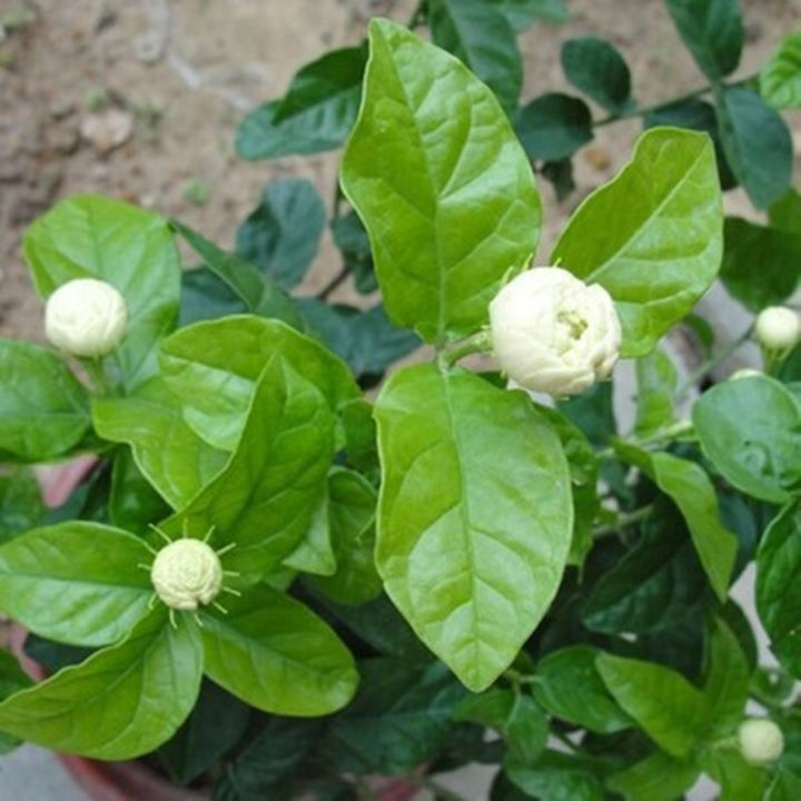 Jasmine potted plants are planted on indoor and outdoor balconies, and ...