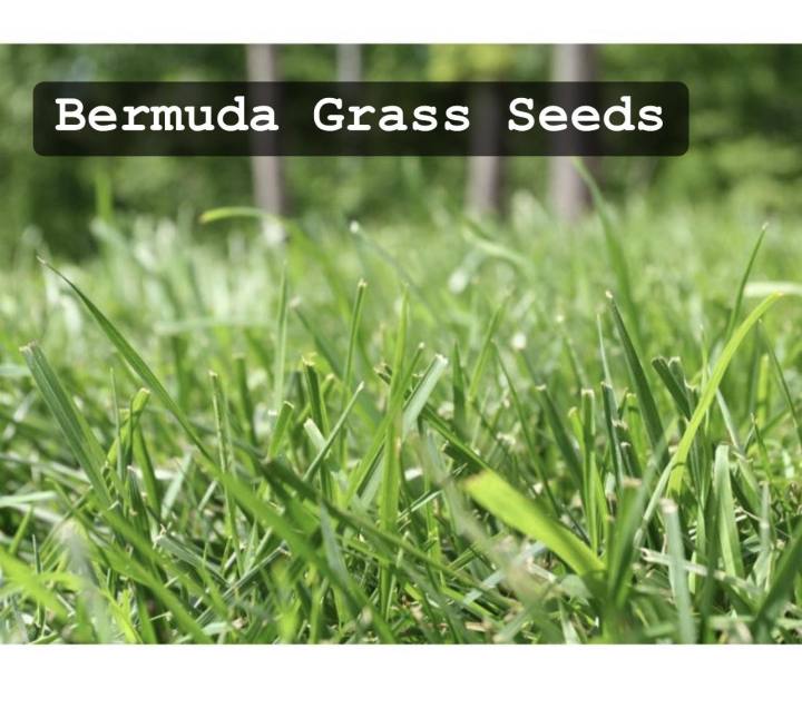 1000 seeds Bermuda Grass Seeds Home Outdoor Garden | Lazada PH