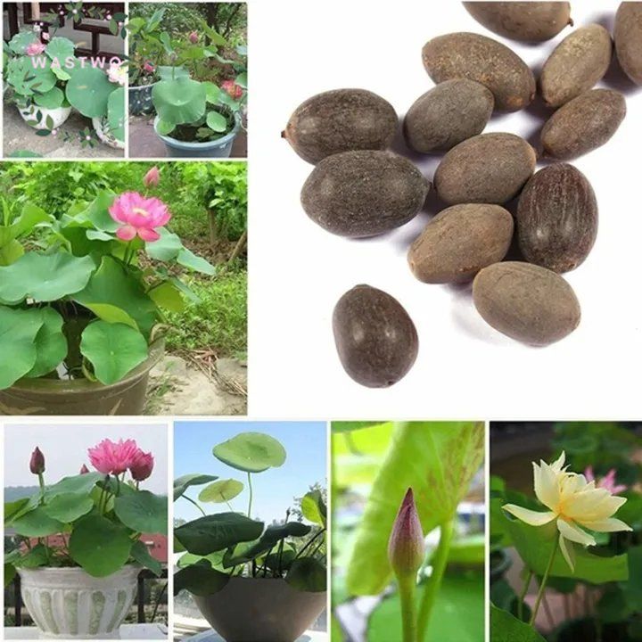 2 PACK 20Pcs Bowl Lotus Seeds Hydroponic Aquatic Plants Pot Water Lily ...