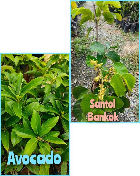 Grafted SANTOL AND AVOCADO TREES - Real or Live Plant - Ready to Plant ...